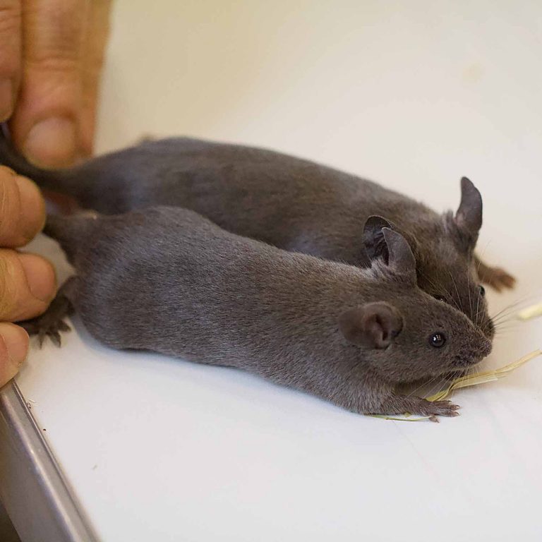 Blue | The National Mouse Club