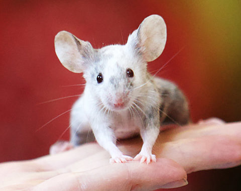 Exhibiting – Common Faults | The National Mouse Club